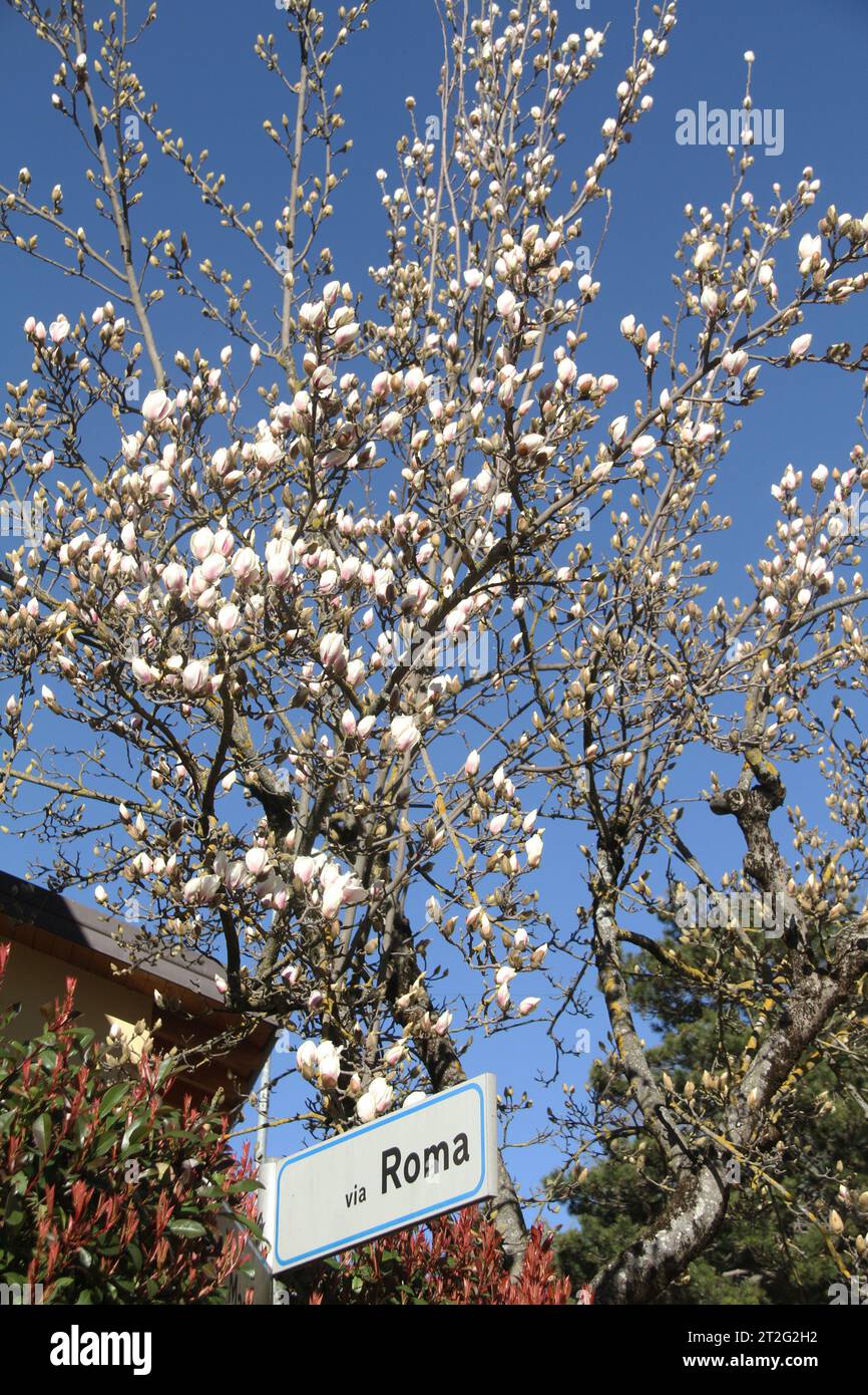 Close-up of a Magnolia tree in bloom in Italy Stock Photo - Alamy