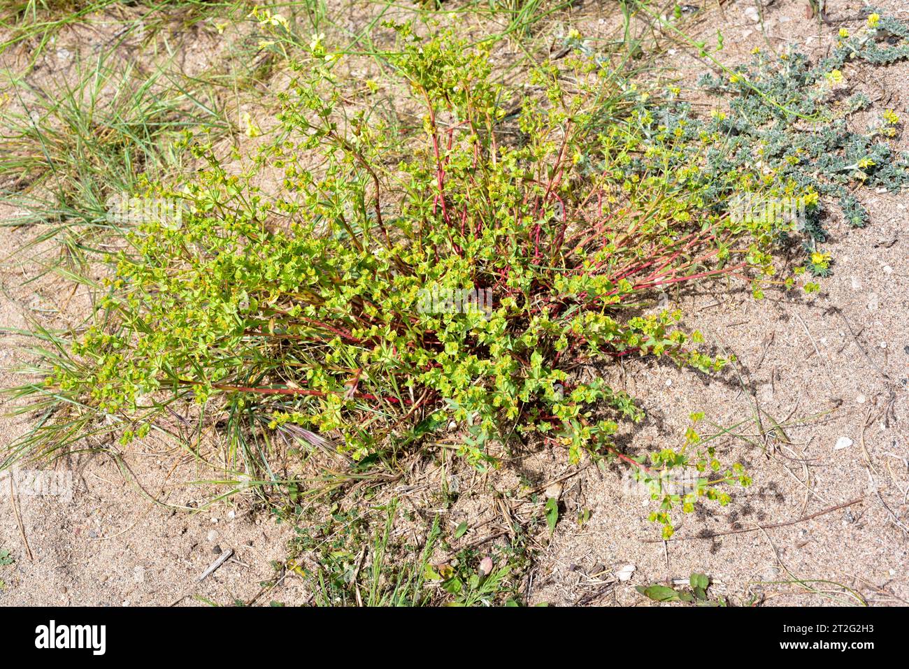 Geraldton carnation weed (Euphorbia terracina) is an annual herb native ...