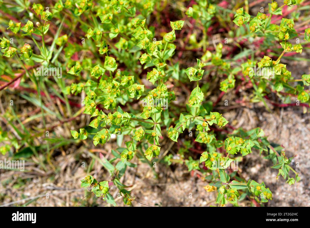 Geraldton carnation weed (Euphorbia terracina) is an annual herb native ...