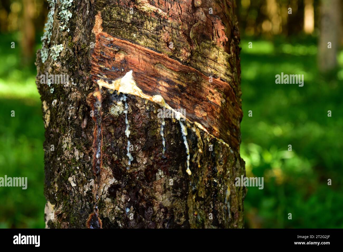 Rubber tree (Hevea brasiliensis) is a deciduous tree native to Amazonas ...