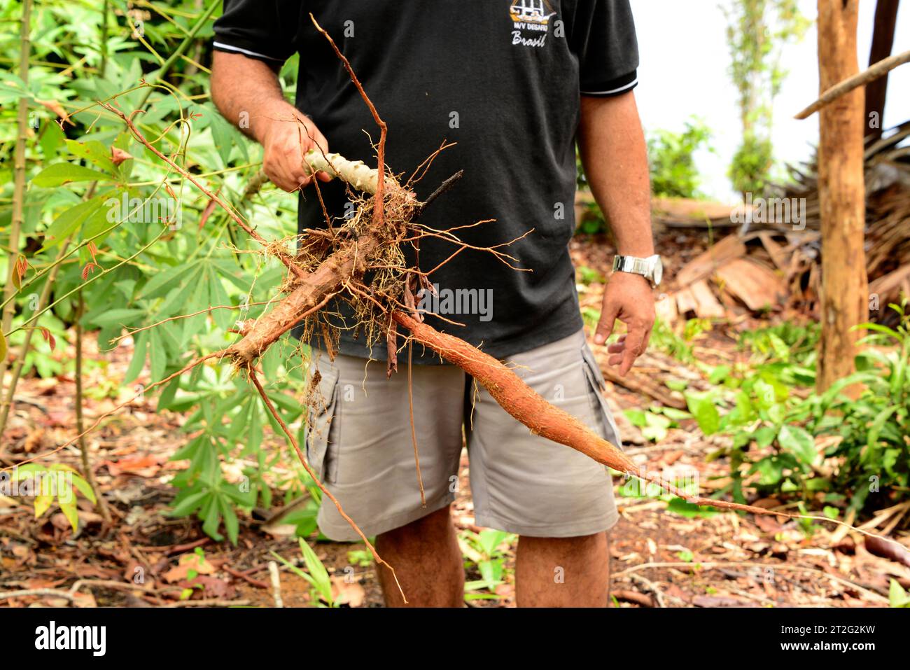 Yuca or manioc (Manihot esculenta) is a big shrub native to South ...