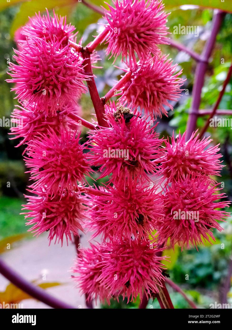 Castor bean or castor oil plant (Ricinus communis) is a big shrub ...