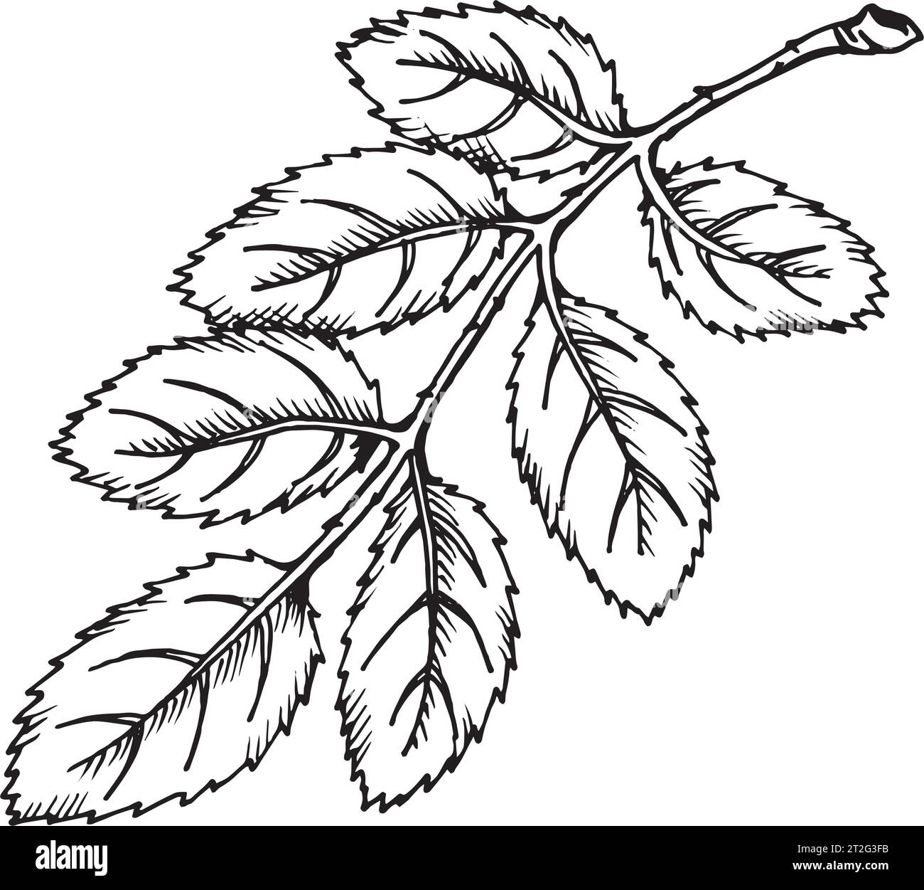 Graphic illustration of rosehip. Vector monochrome clip art of Wild ...