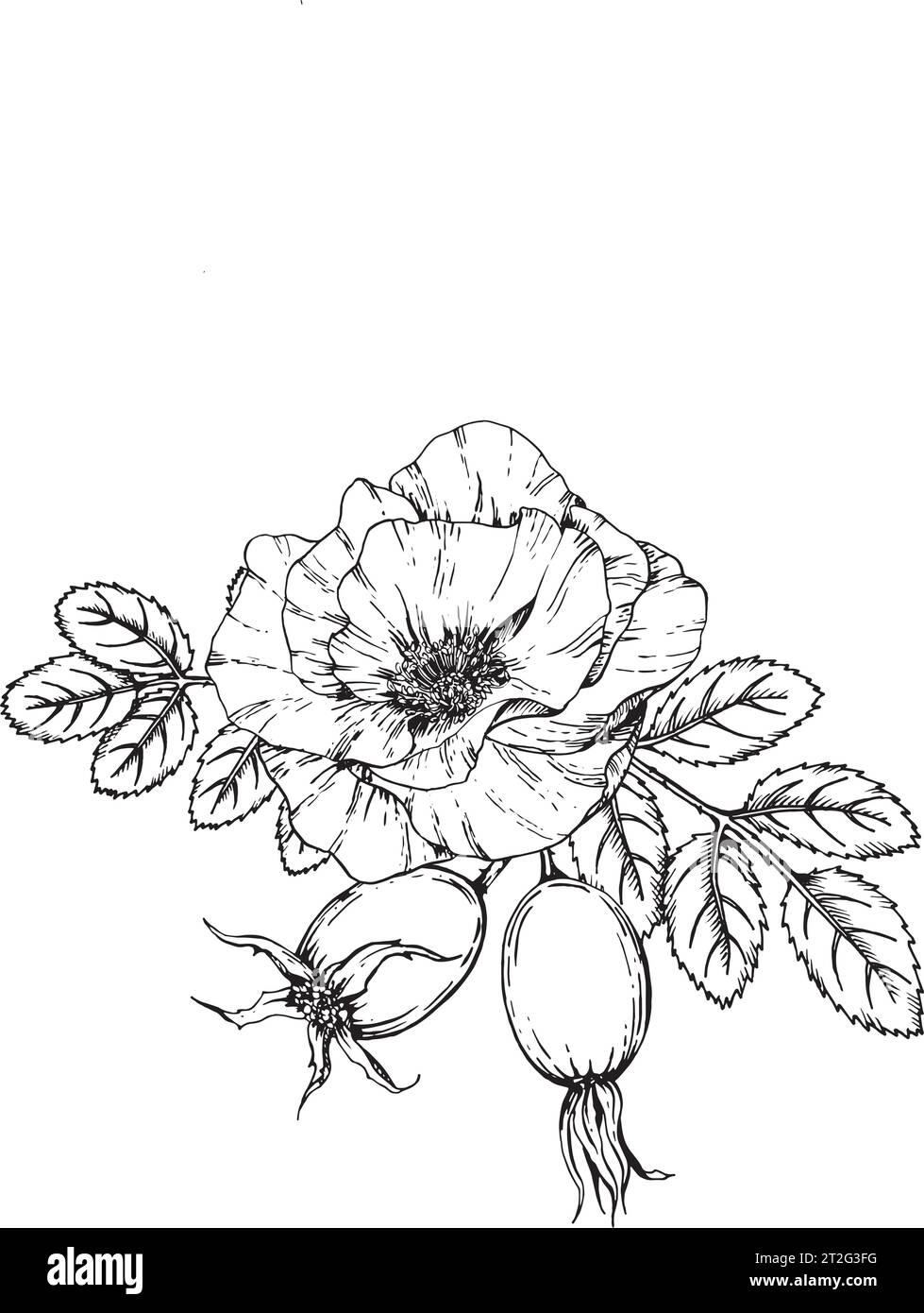 Graphic illustration of rosehip. Vector monochrome clip art of Wild ...