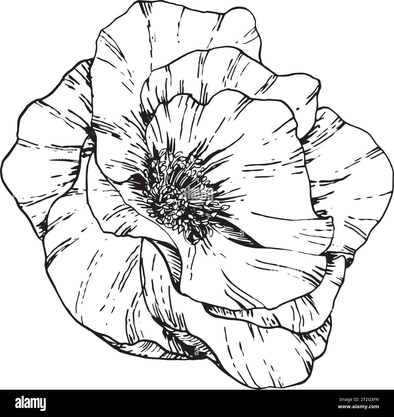 Graphic illustration of rosehip. Vector monochrome clip art of Wild ...