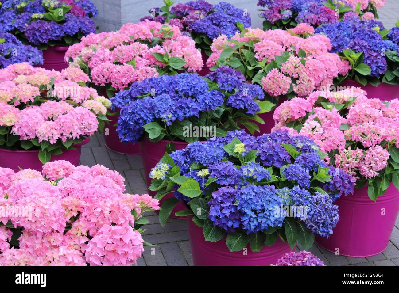 Hydrangea macrophylla plants in purple buckets Stock Photo - Alamy