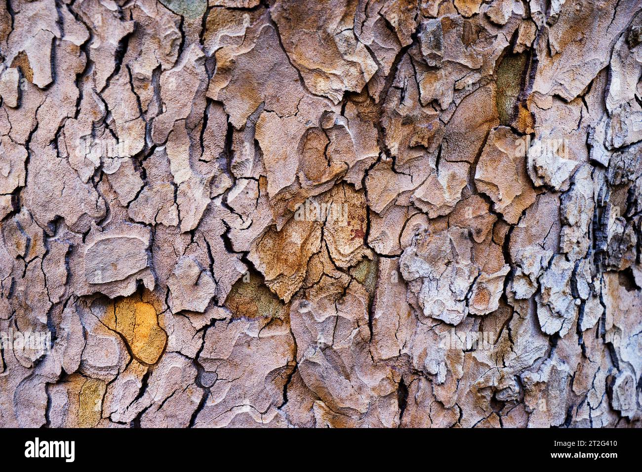Old tree bark for natural textured background Stock Photo - Alamy