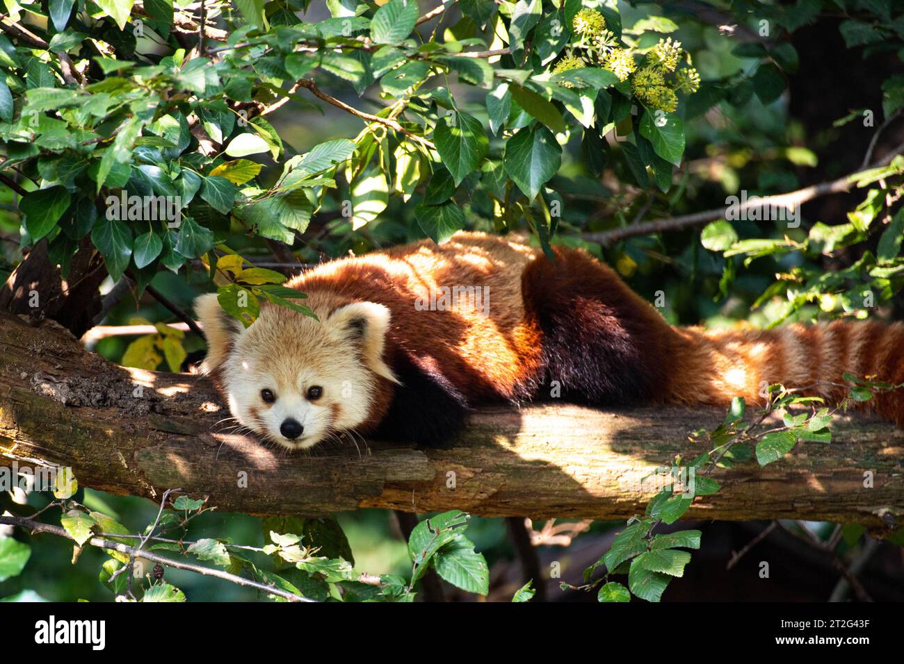 A male of red Panda (Ailurus Fulgens) laying on a branch. This cute ...