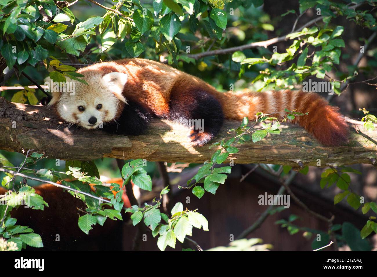 A male of red Panda (Ailurus Fulgens) laying on a branch. This cute ...