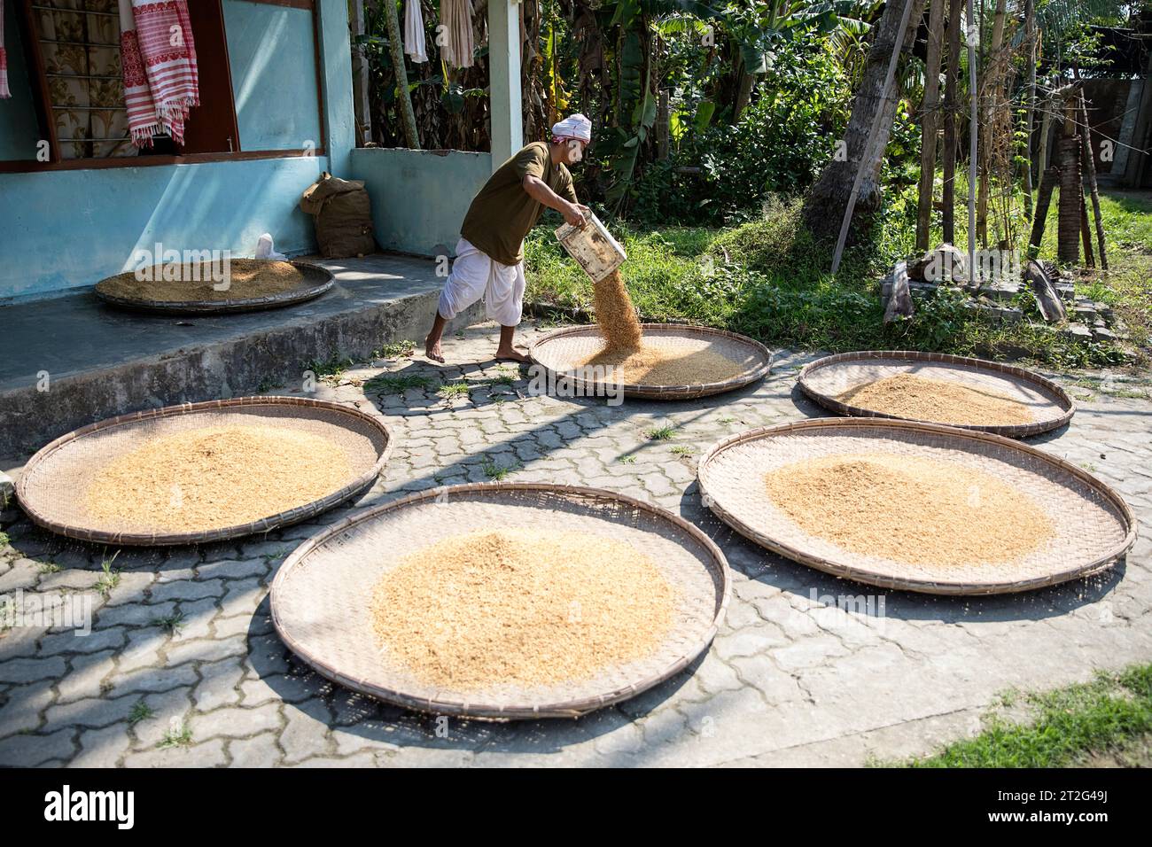Man drying rice in monastery yard,Uttar Kamalabari Hindu monastery ...