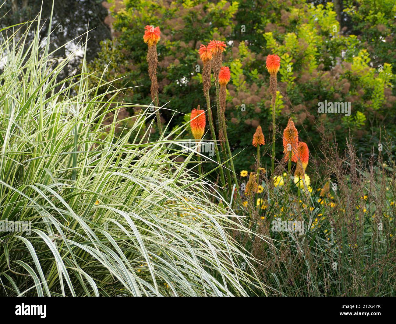 Border planting at Breezy Knees Gardens near York Stock Photo - Alamy