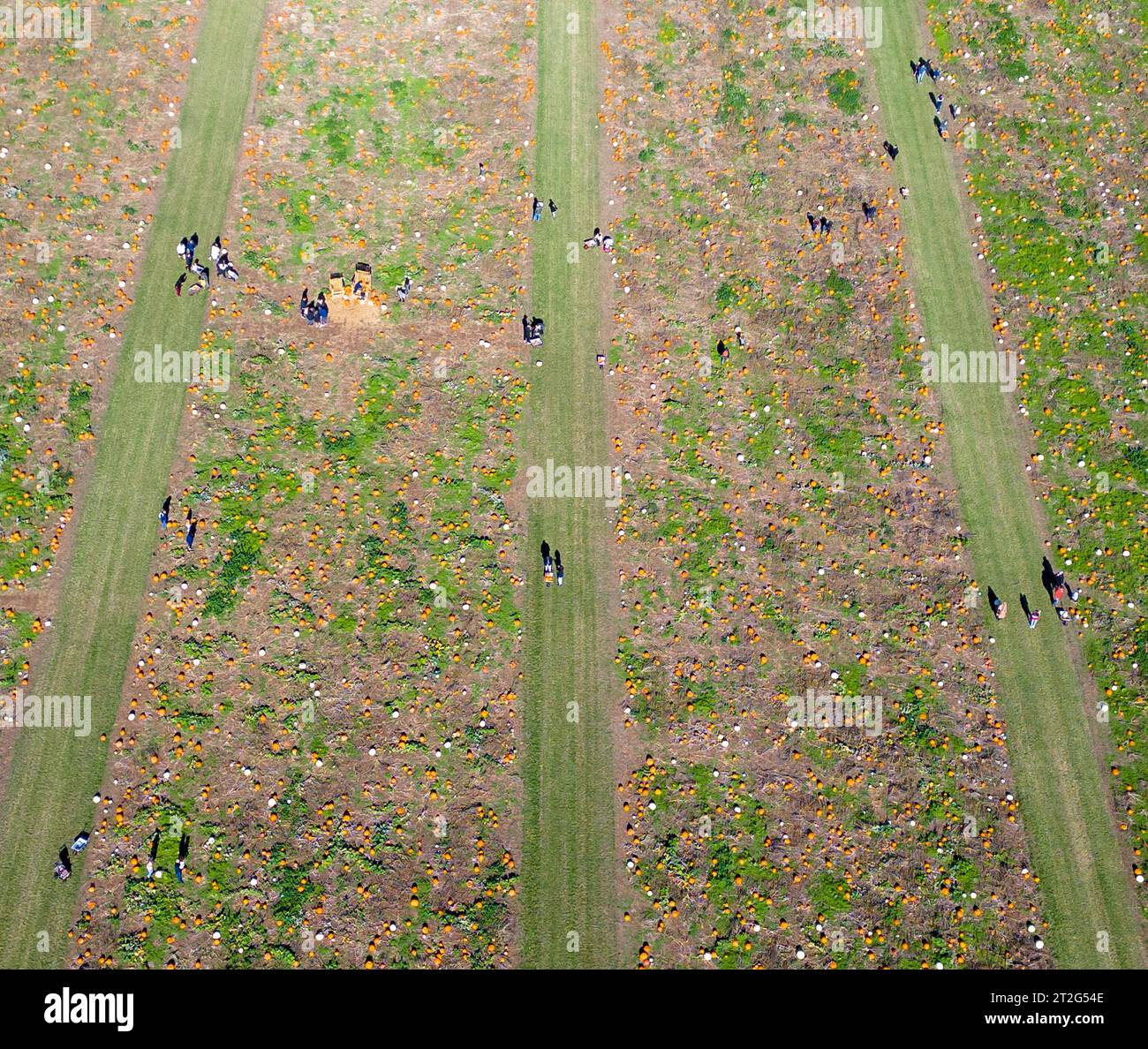 An aerial view of a Pumpkin Patch near Rougham in Suffolk, UK Stock ...