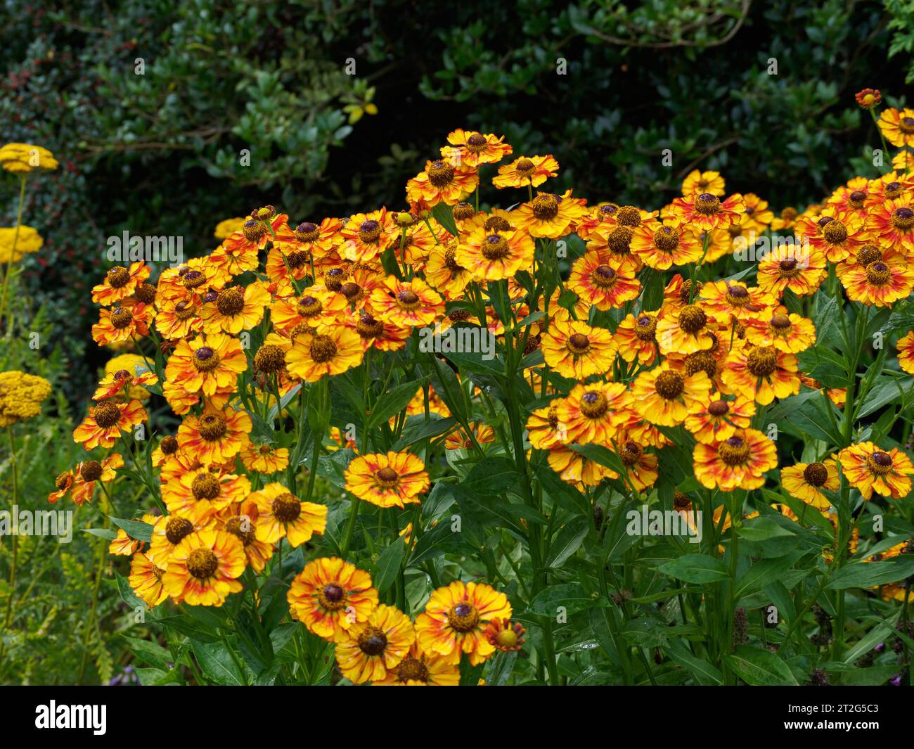 Orange helenium flower hi-res stock photography and images - Alamy