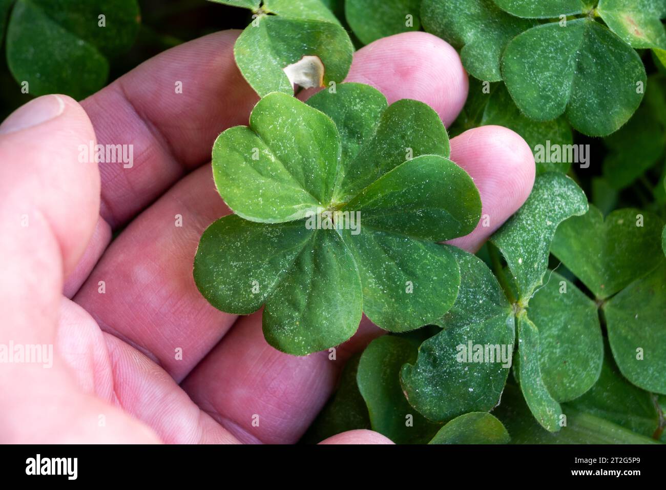 Hand holding a four leaf clover Stock Photo - Alamy