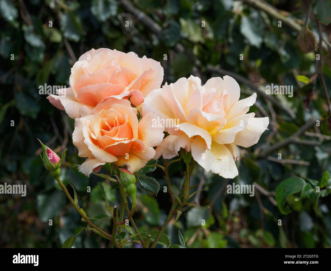 Rosa The Cheshire Regiment Stock Photo - Alamy