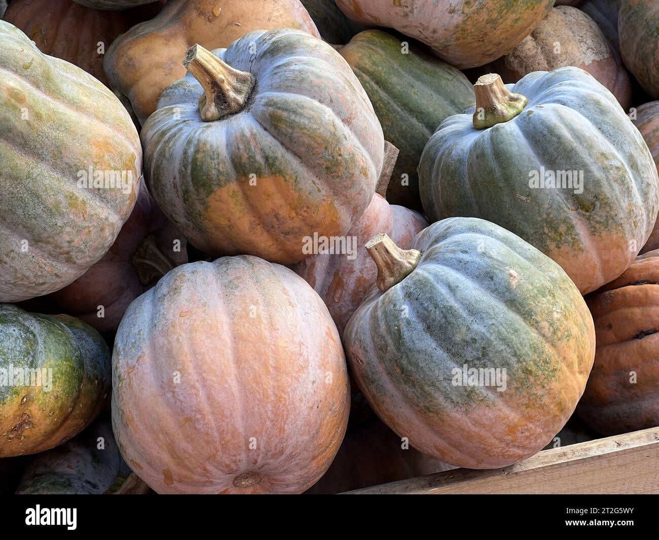 Beautiful colorful pumpkins of different shapes and sizes at the ...