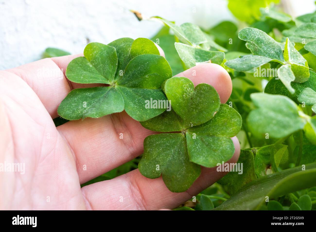 Hand holding lucky four leaf clovers Stock Photo - Alamy