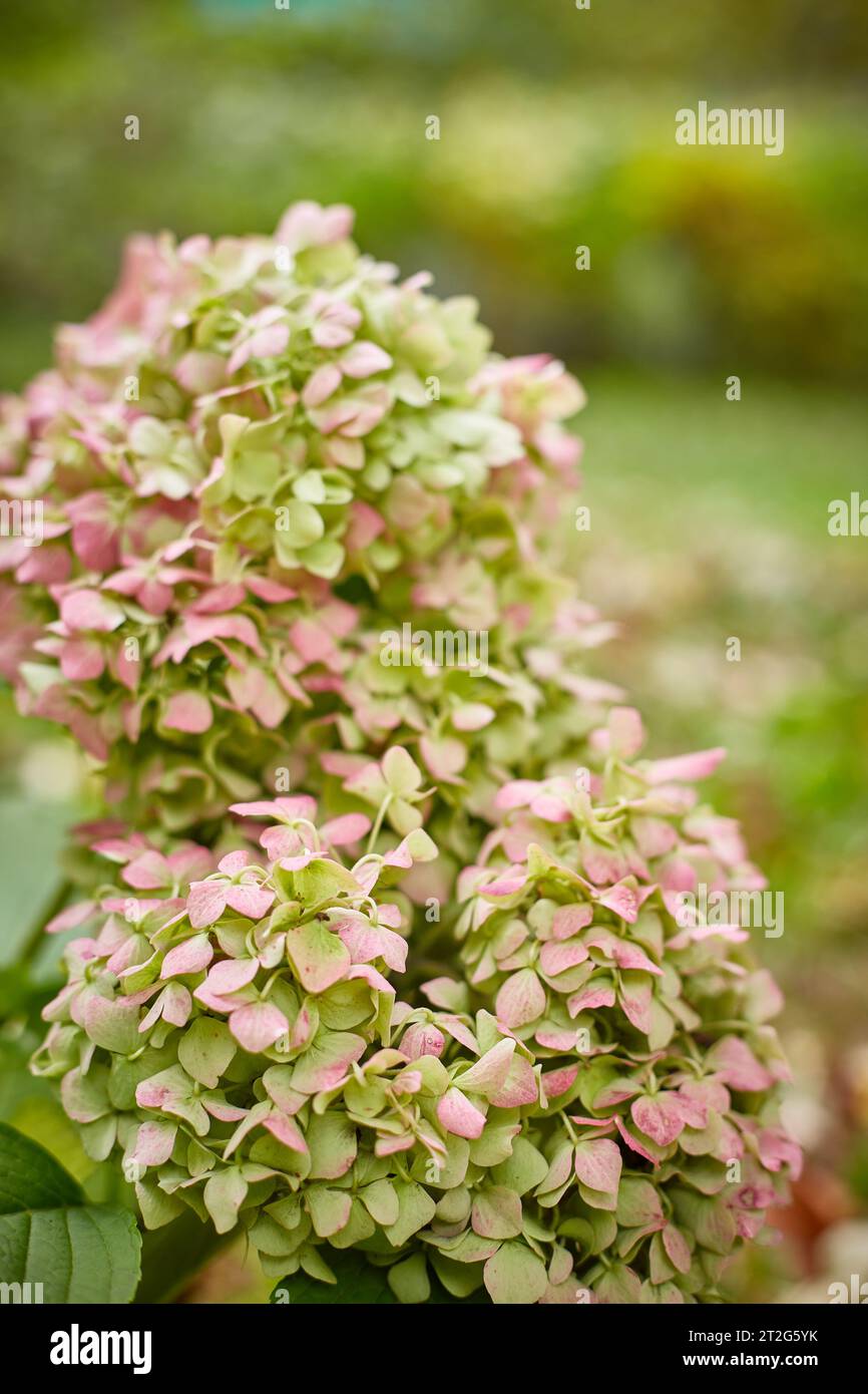 Large-leaved hydrangea of the Endless Summer variety at the end of ...