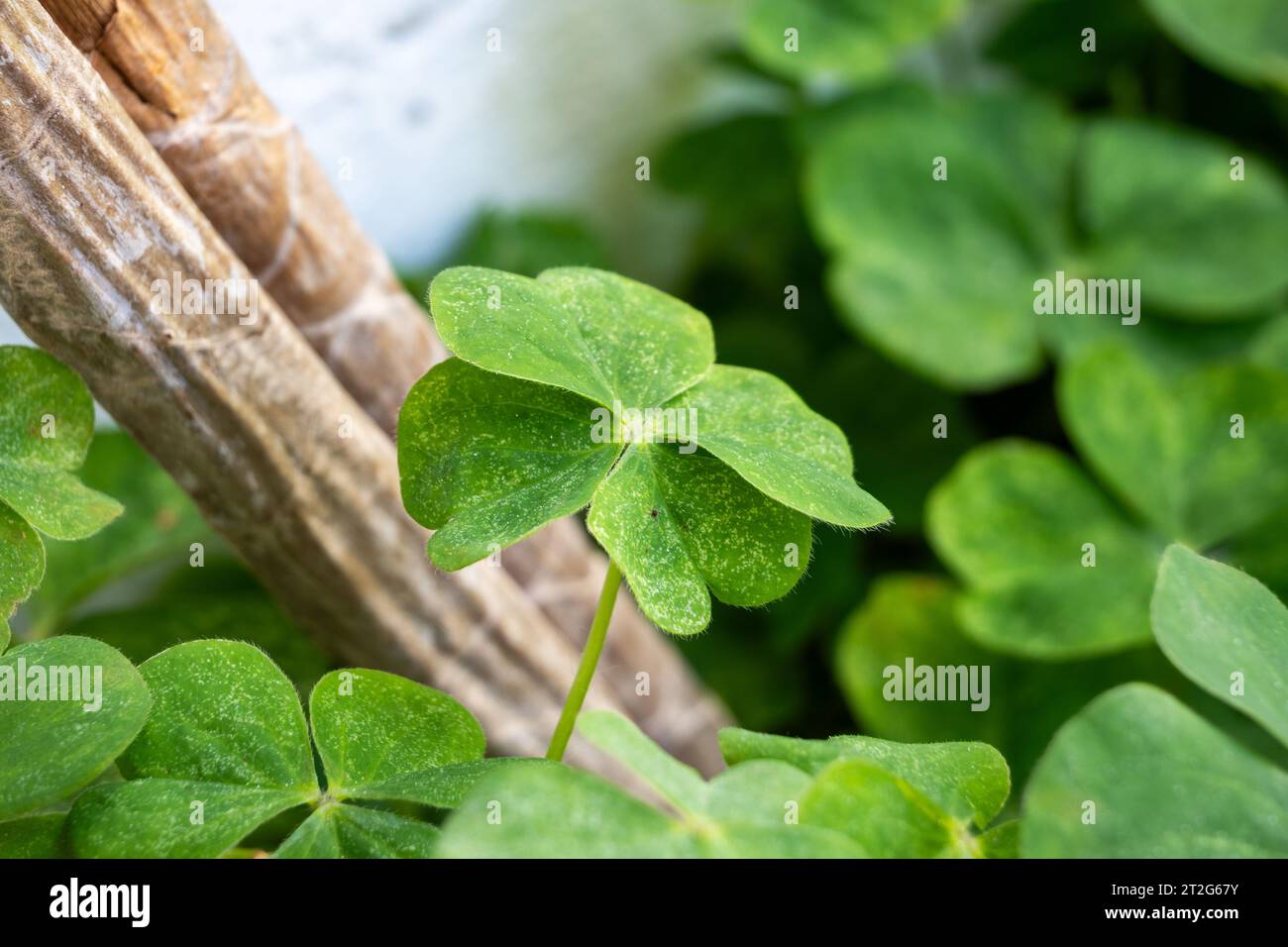 Four-leaf clover growing in a pot Stock Photo - Alamy