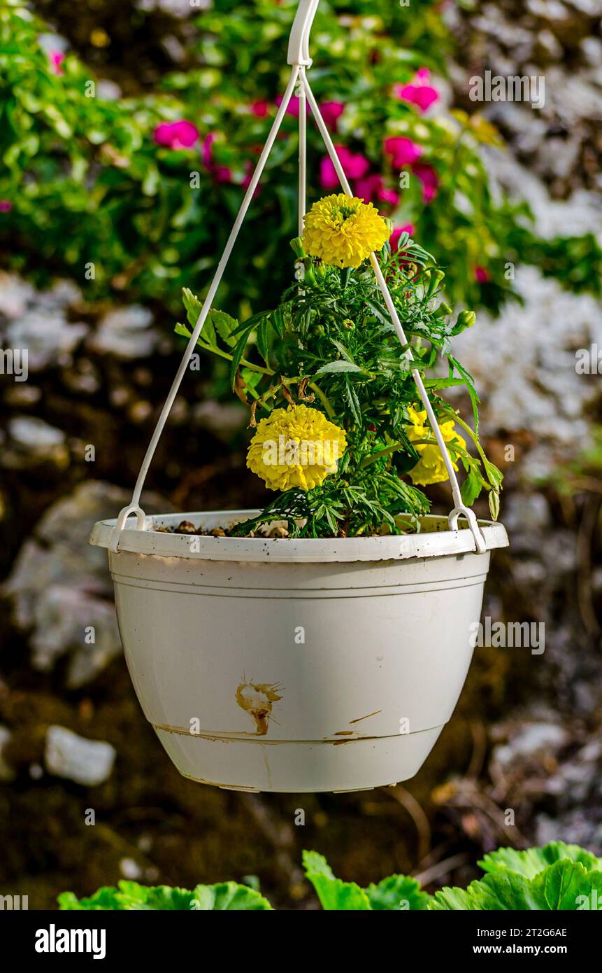 Marigold plant in pot hi-res stock photography and images - Alamy