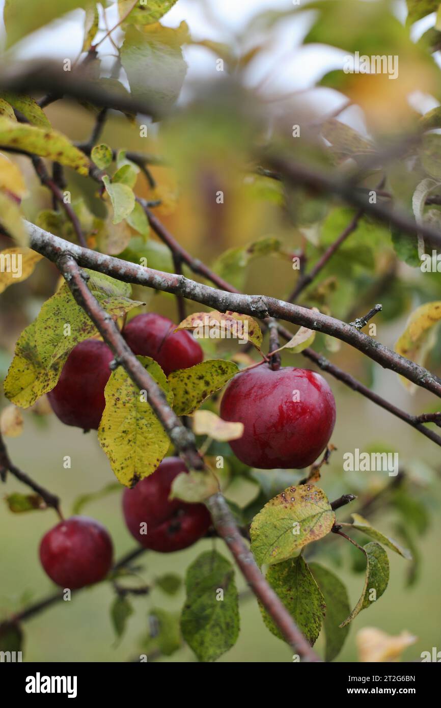 Apple hanging on the branch in the apple orchad during autum. Big red ...