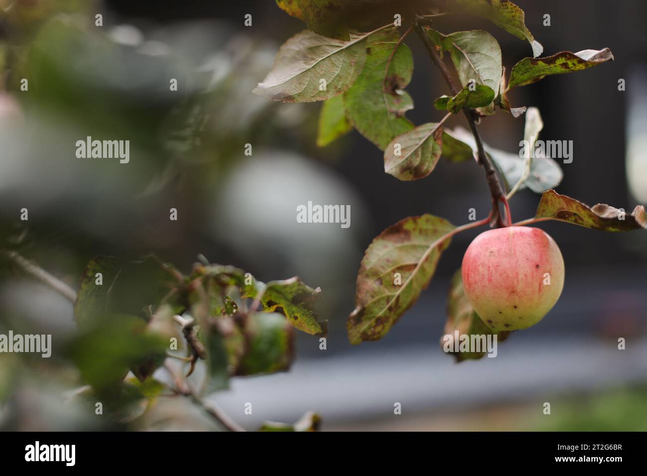 Apple hanging on the branch in the apple orchad during autum. Big red ...