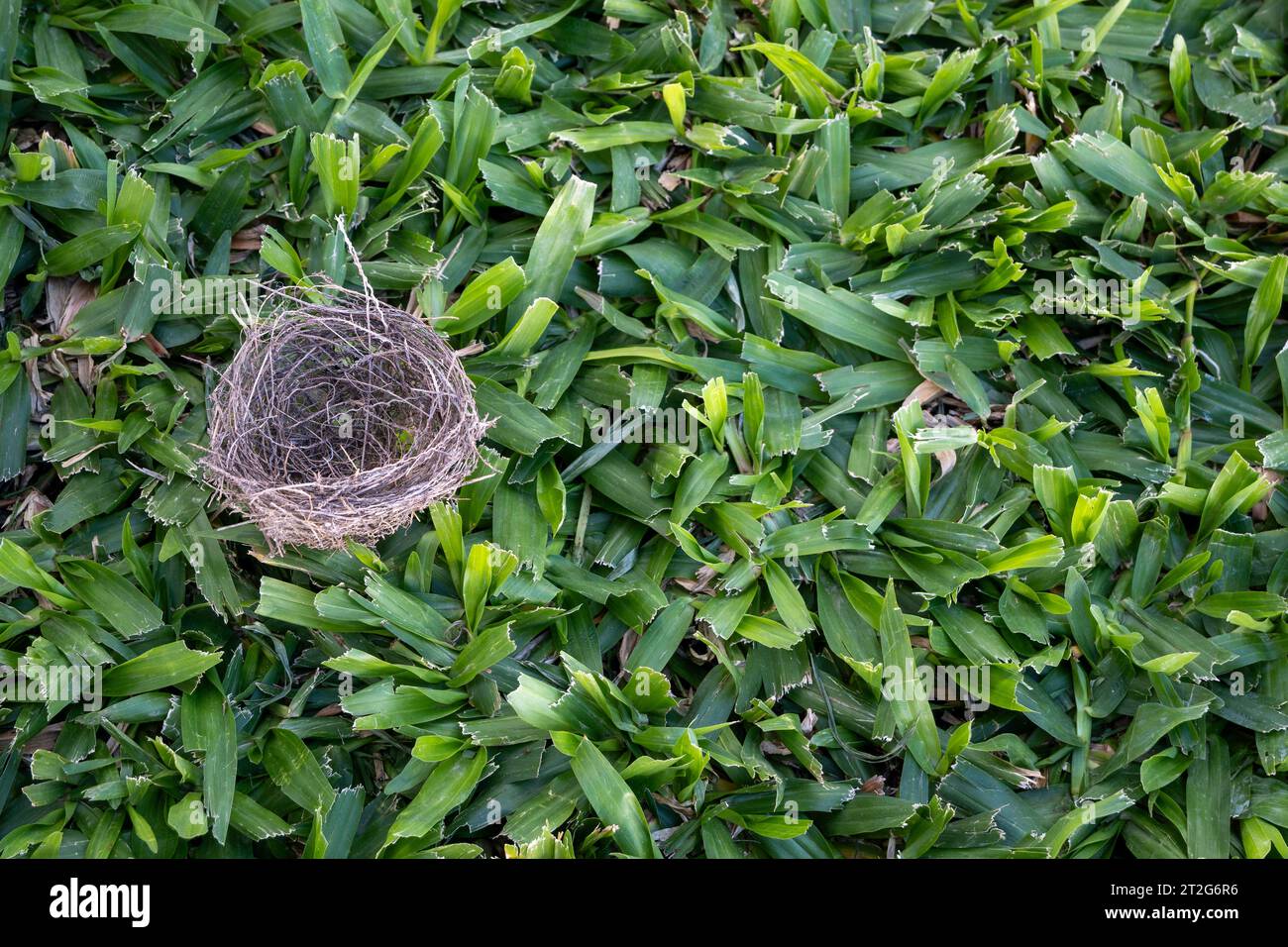 Bird nest on green grass background Stock Photo - Alamy