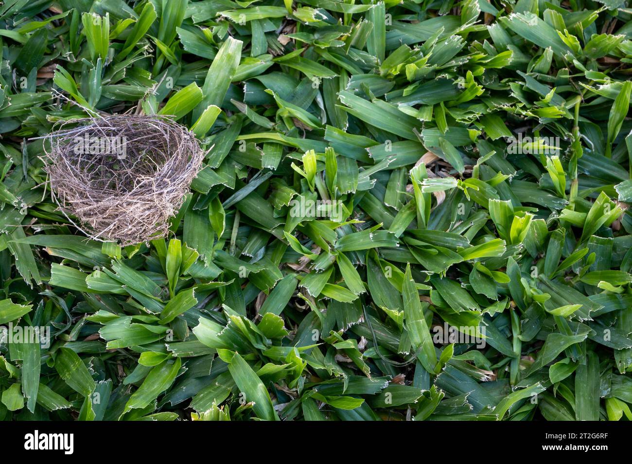 Bird nest on green grass background Stock Photo - Alamy