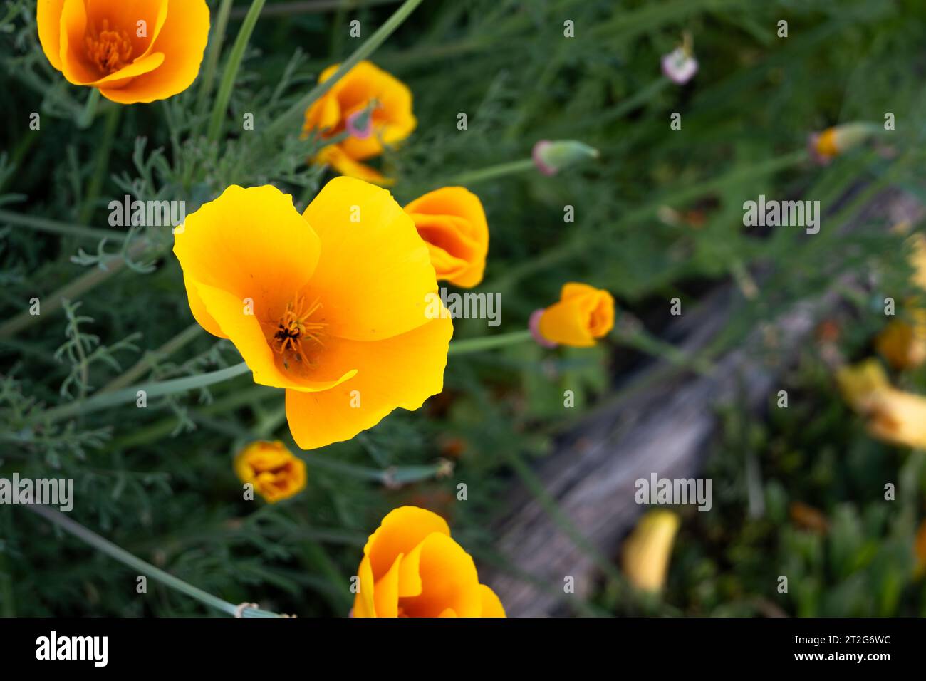 Flower with an intense orange center and yellow edges Stock Photo - Alamy