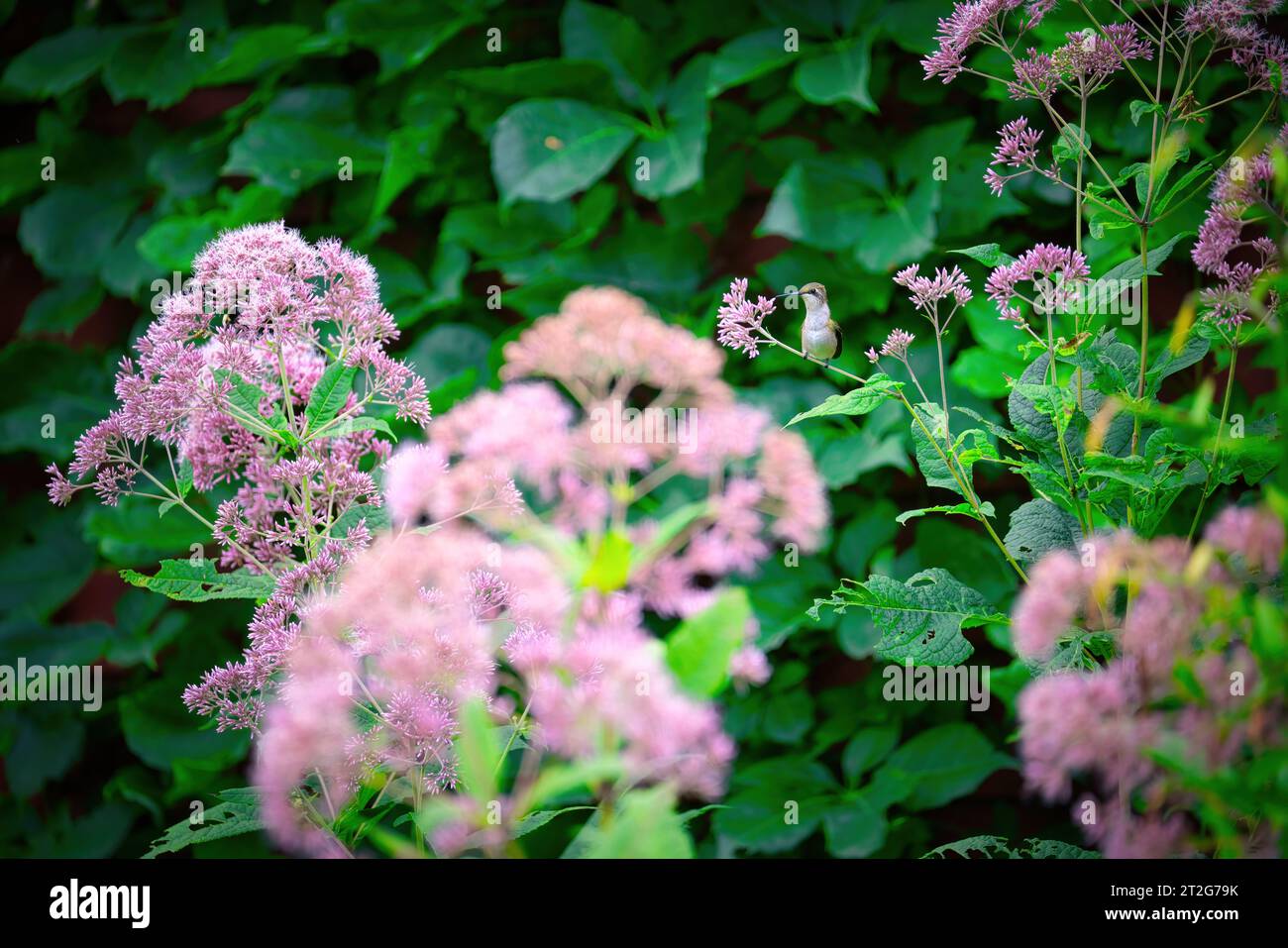 Joy pye weed hi-res stock photography and images - Alamy