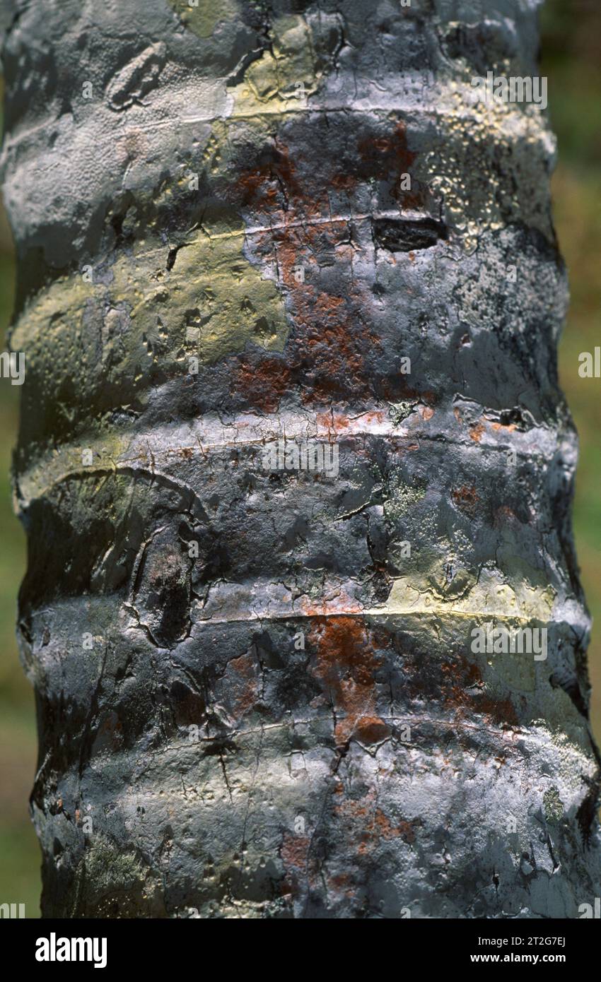 Caribbean tropical tropics hi-res stock photography and images - Alamy