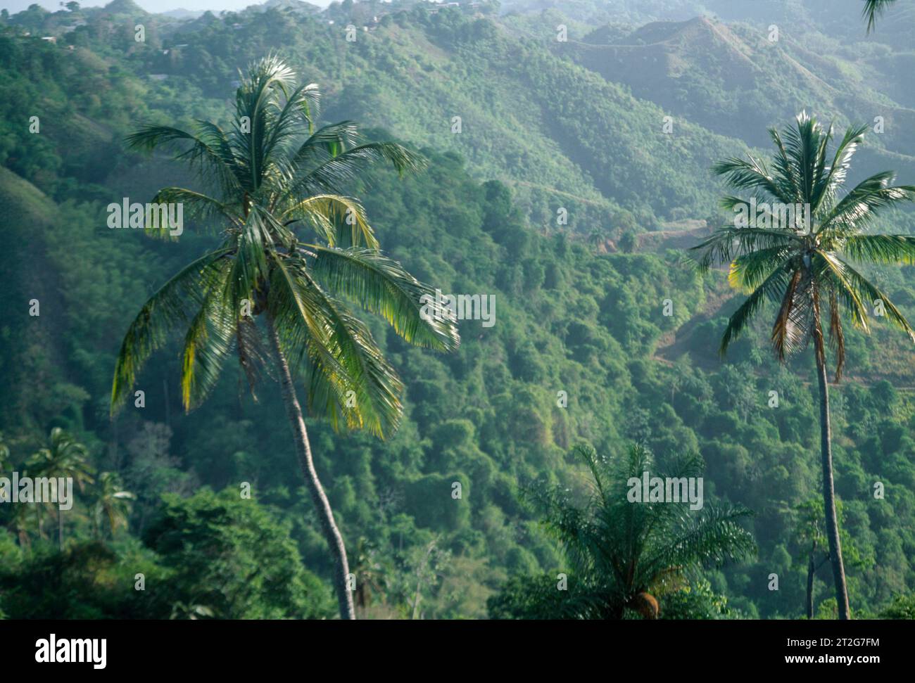 Palm trees in caribbean hi-res stock photography and images - Alamy