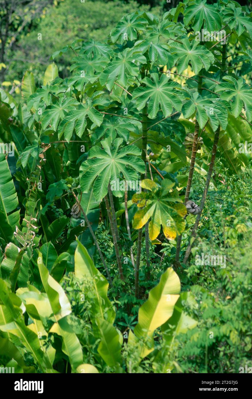 Close up of plants in Caribbean Rainforest Stock Photo - Alamy