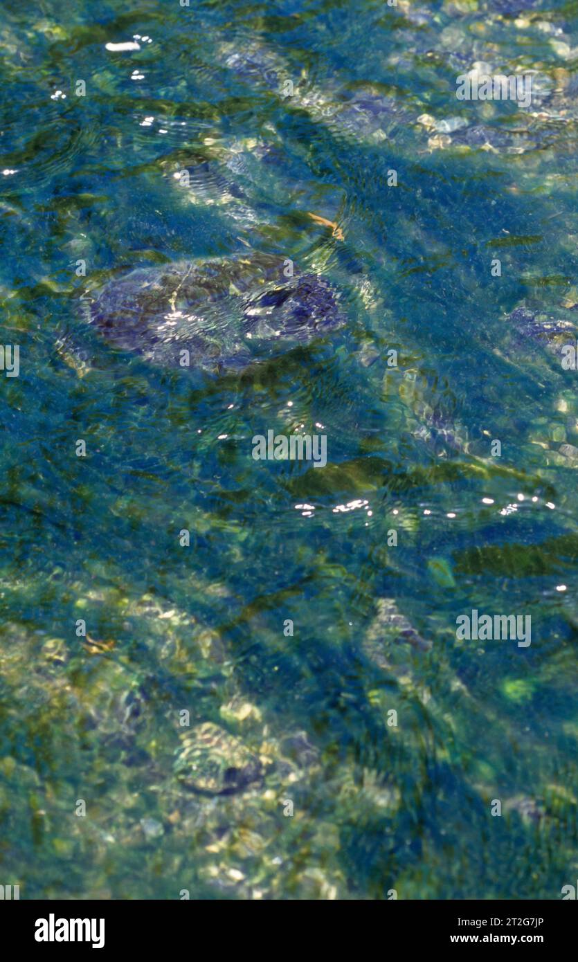 Rock with algae hi-res stock photography and images - Alamy