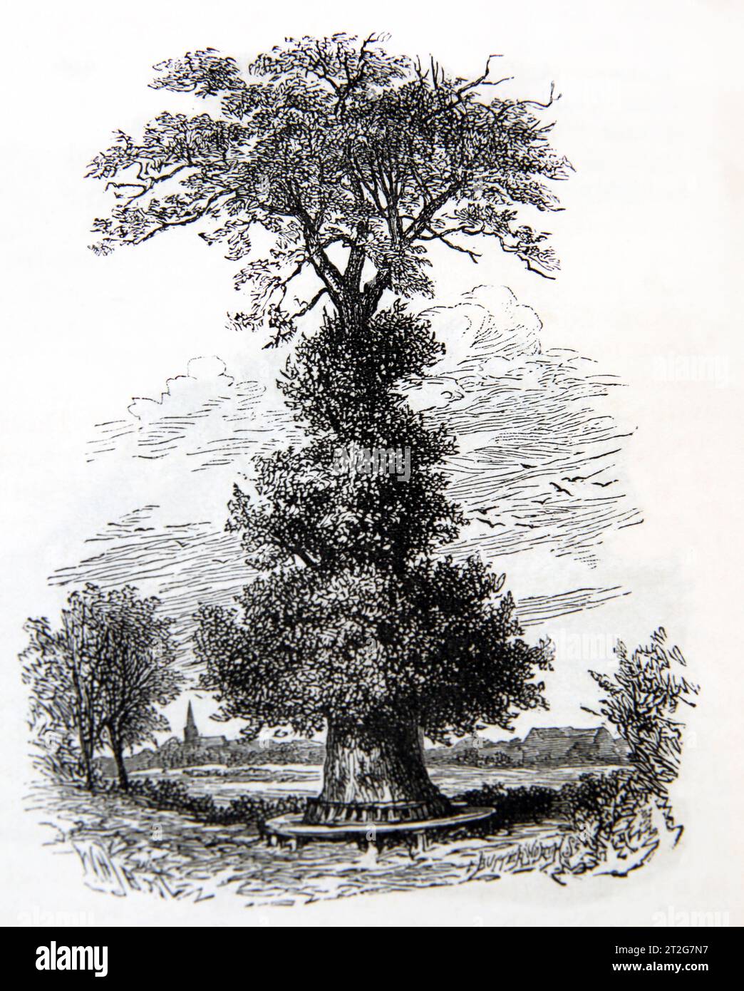 19th Century Illustration of The Luther Tree The legend goes 2 old ...