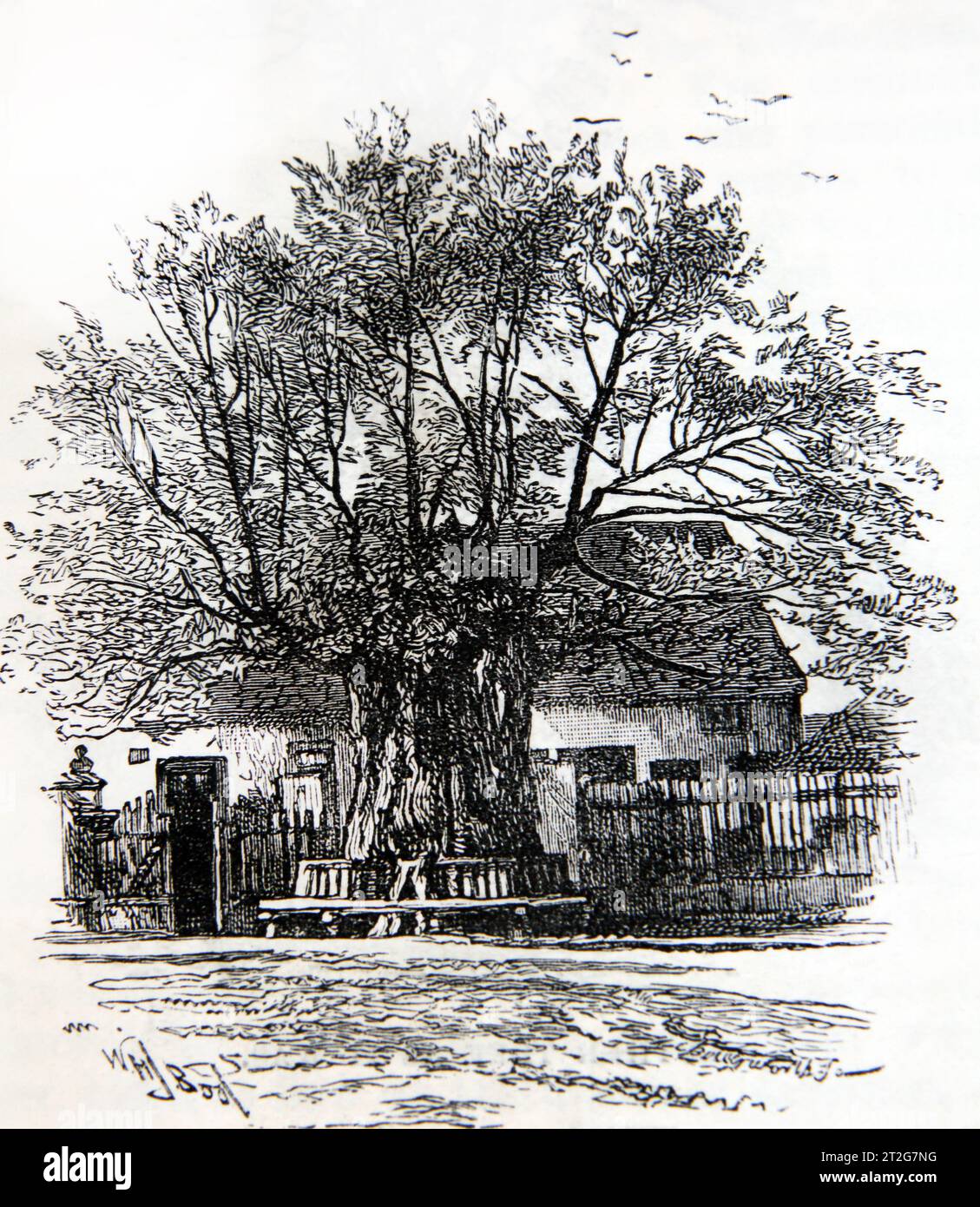 19th Century Illustration of The Luther Tree The legend goes 2 old ...
