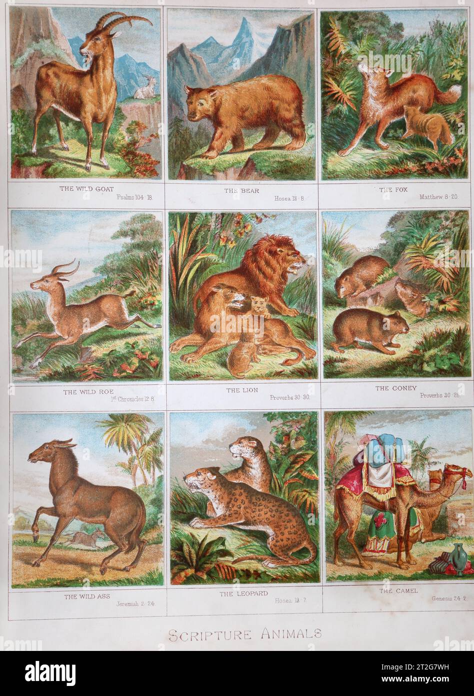 Illustrations of Scripture Animals from 19th Century Holy Bible - The ...