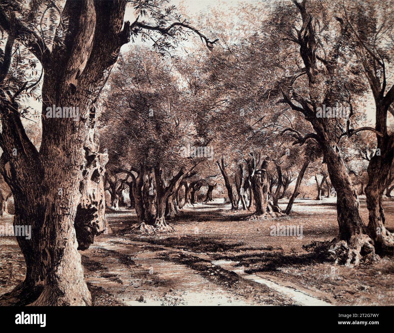 Illustration of an Olive Grove from 19th Century Holy Bible - The Self ...