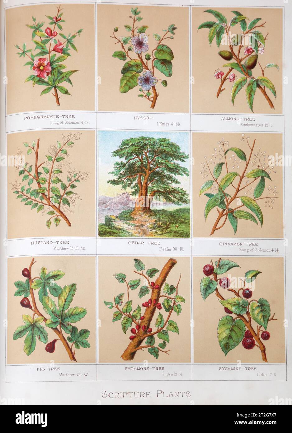 Illustrations of Scripture Plants from 19th Century Holy Bible - The ...