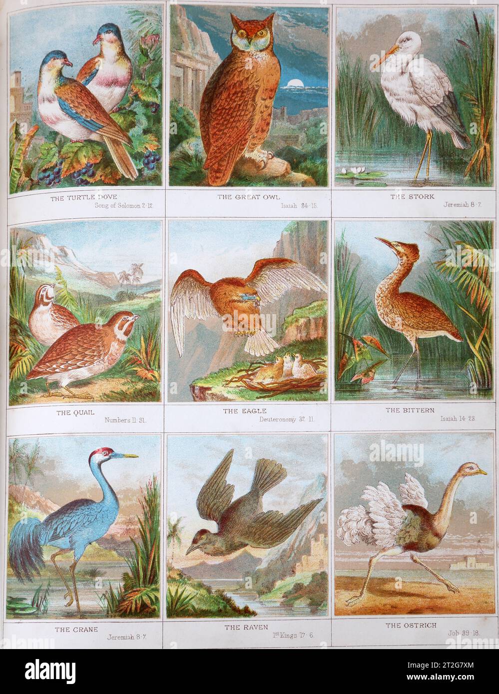Illustrations of Scripture Birds from 19th Century Holy Bible - The ...