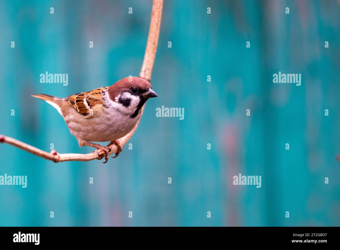 A sparrow bird sits on a tree branch. Sparrow songbird (passeridae ...