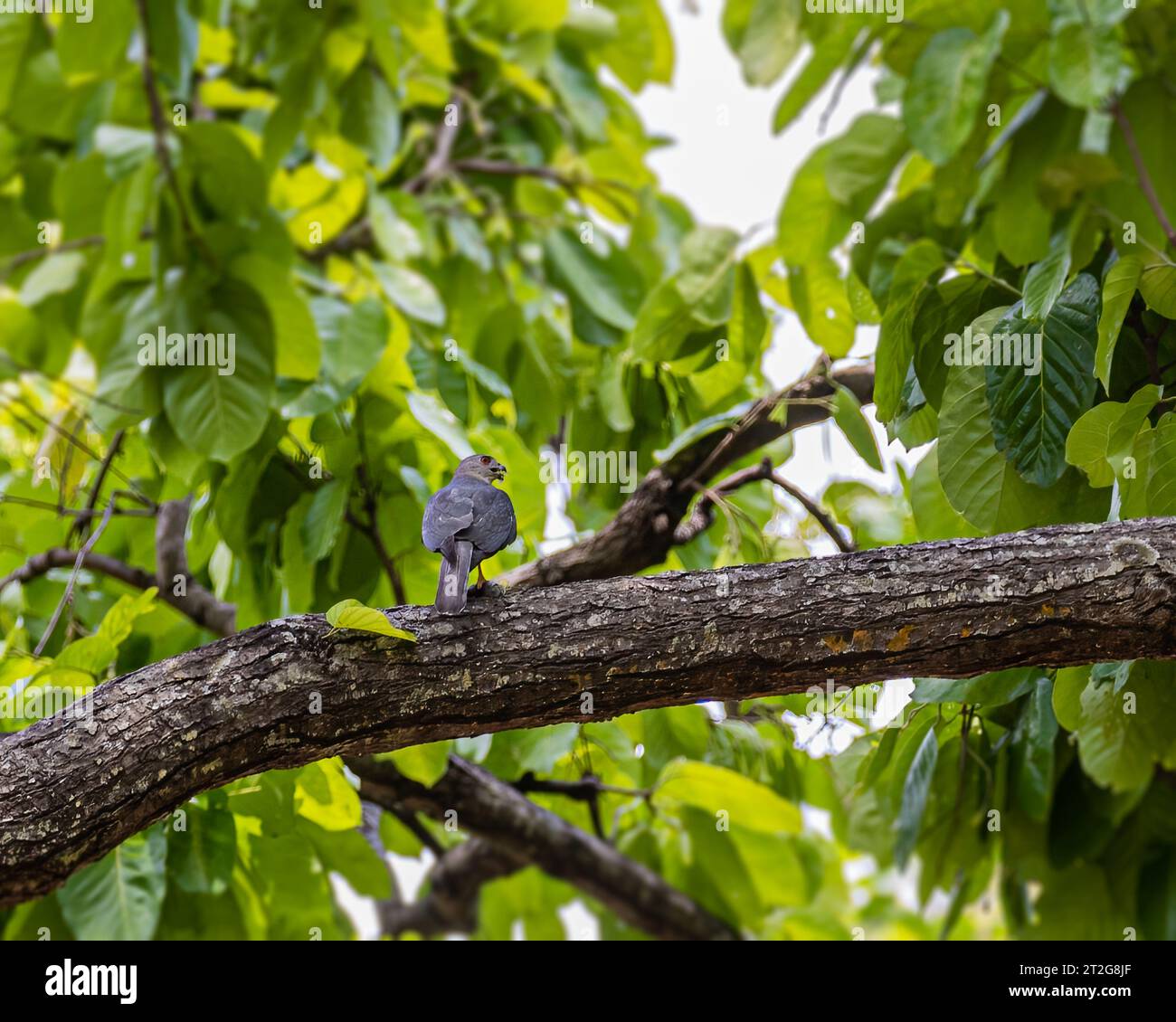 A Shikra with a kill Stock Photo - Alamy