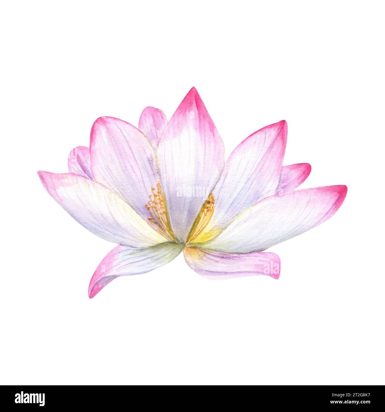 White pink delicate Water Lily. Lotus flower, Indian Lotus, Sacred ...