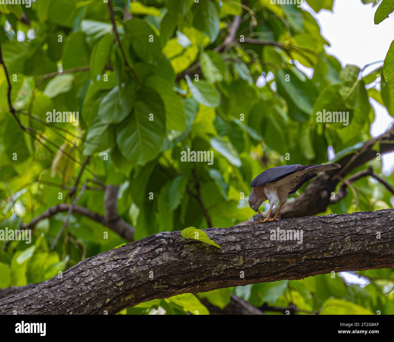 A Shikra with its dead kill Stock Photo - Alamy