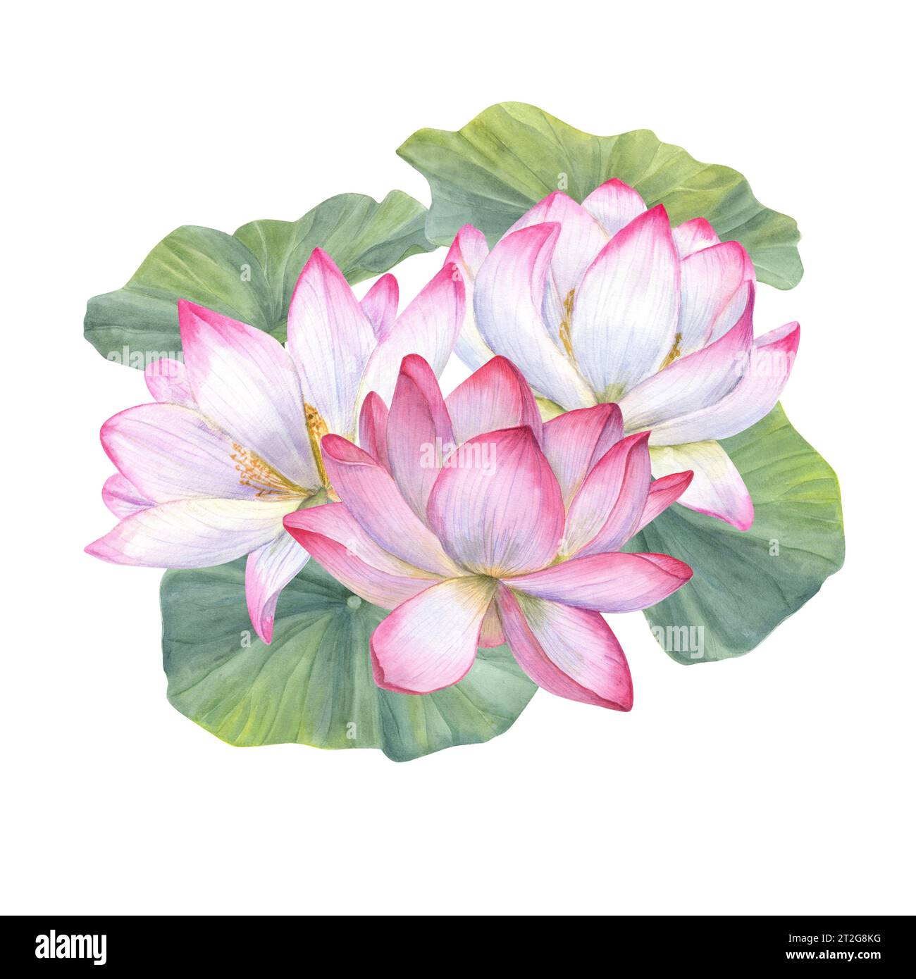 White pink Lotus Flowers among green Leaves. Water lily, Indian lotus ...