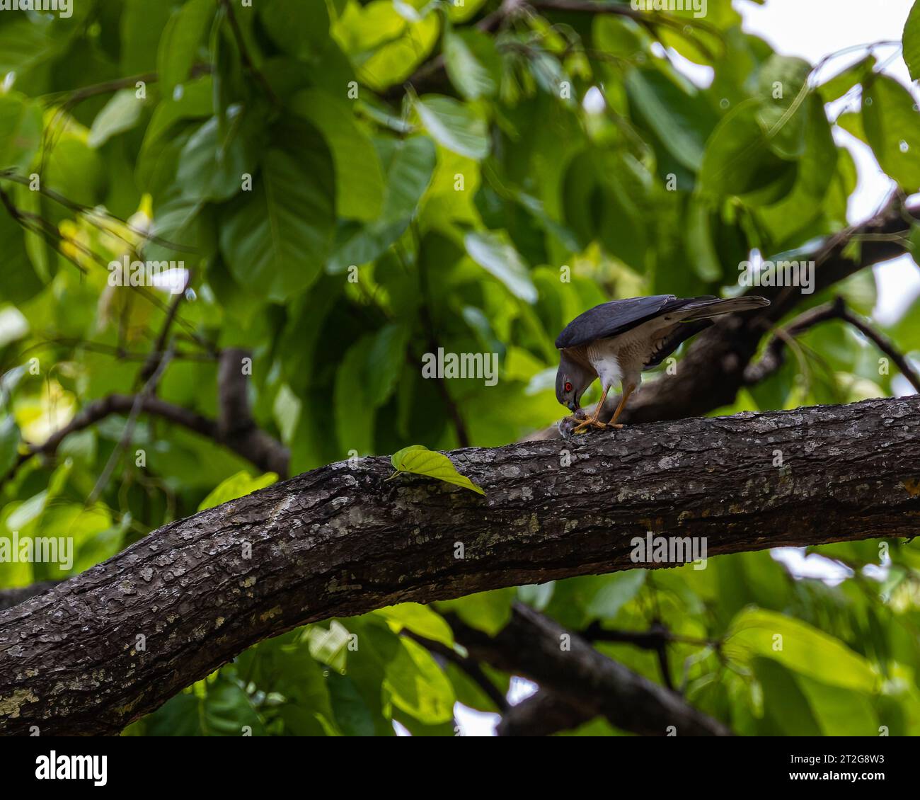 Shikra tropical forest hi-res stock photography and images - Alamy