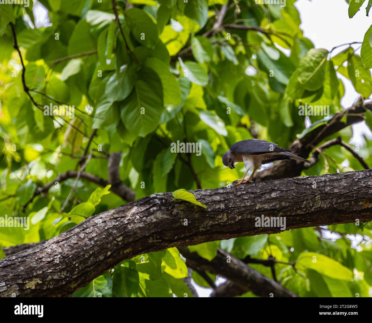 Asian shikra hi-res stock photography and images - Alamy