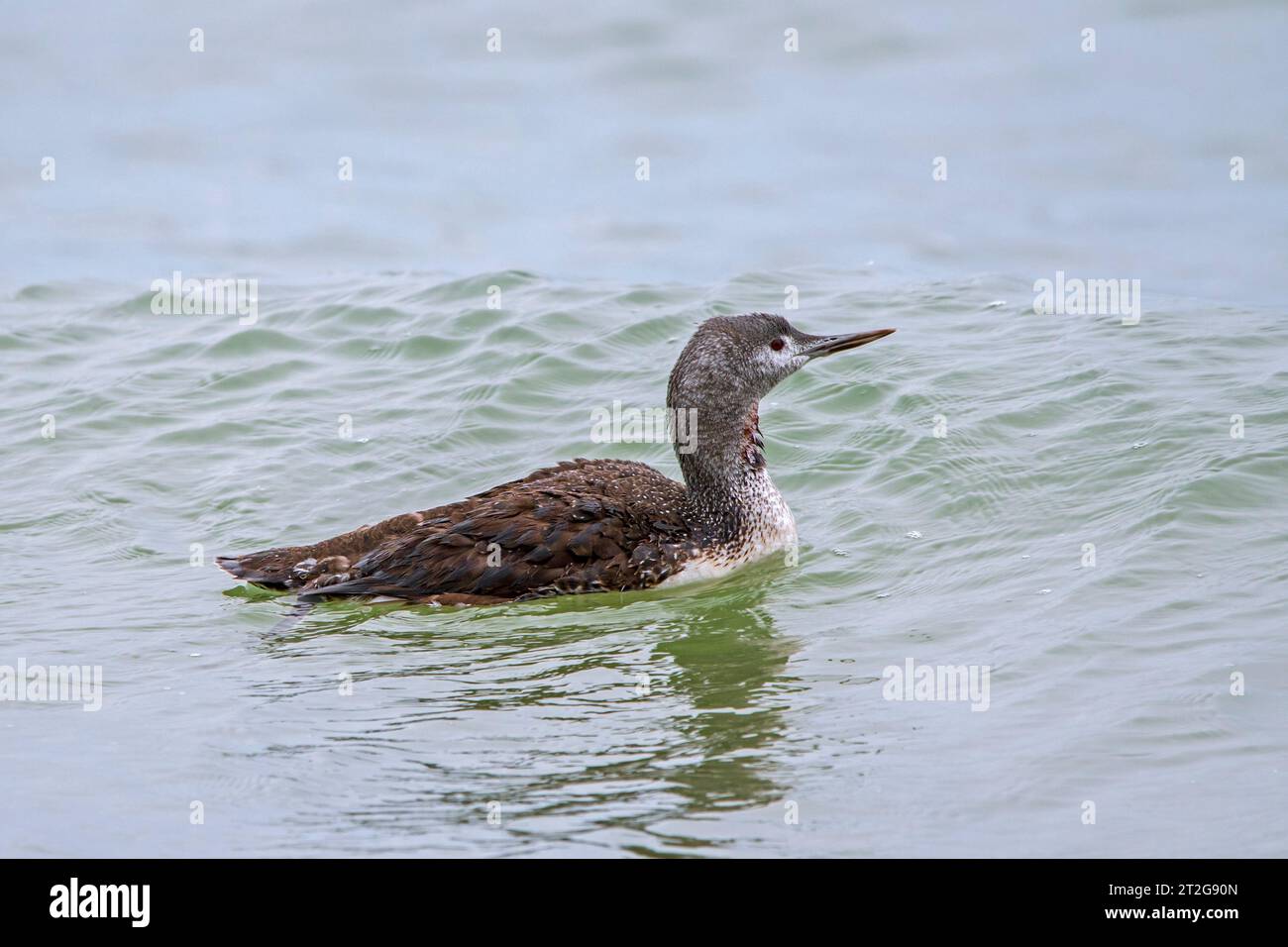 Red-throated loon / red-throated diver (Gavia stellata) juvenile ...