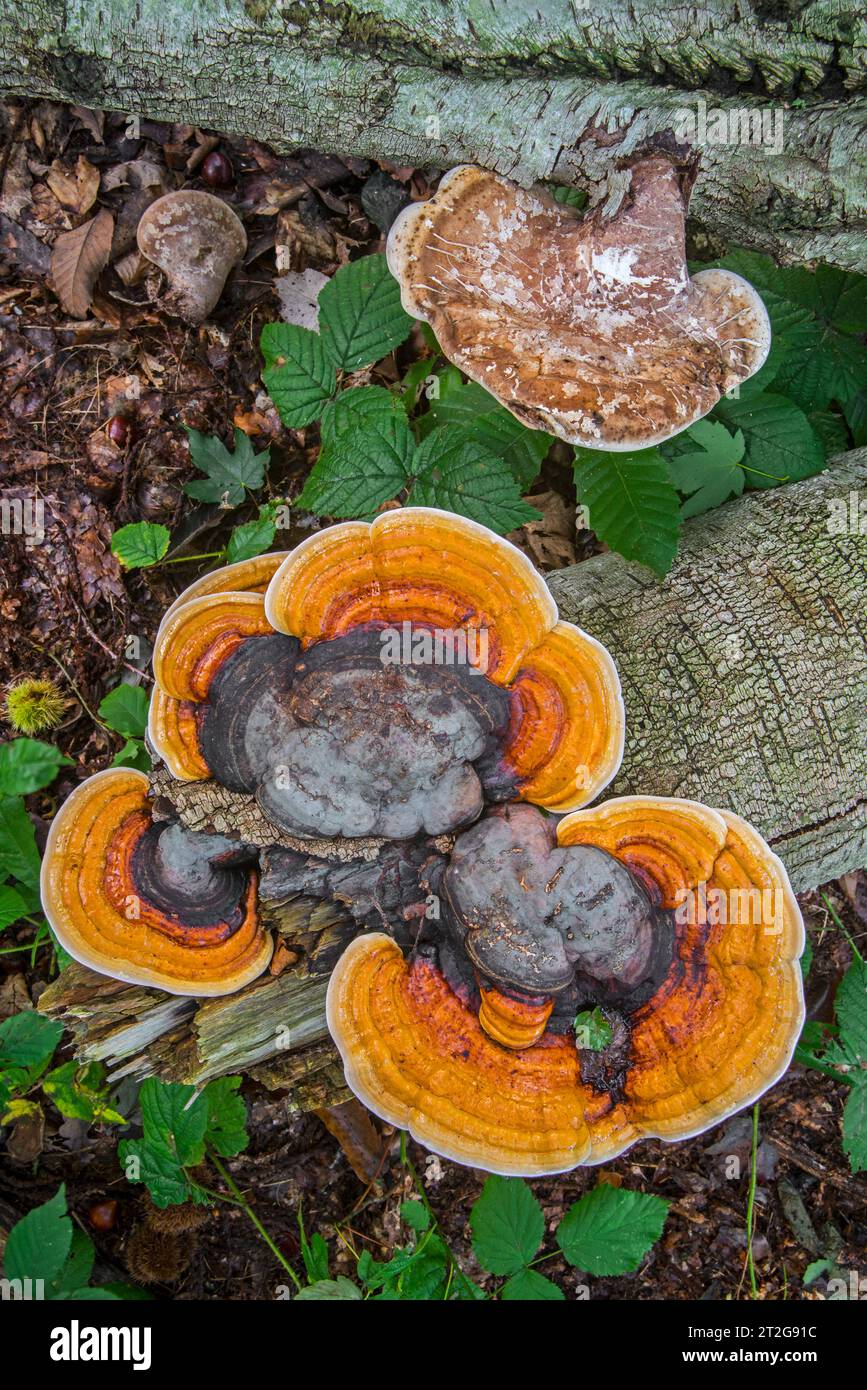 Red-belted conk (Fomitopsis pinicola) and birch polypore (Fomitopsis ...