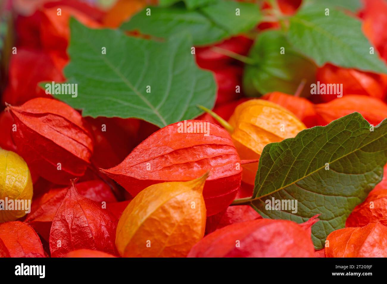 Lampion flower hi-res stock photography and images - Alamy